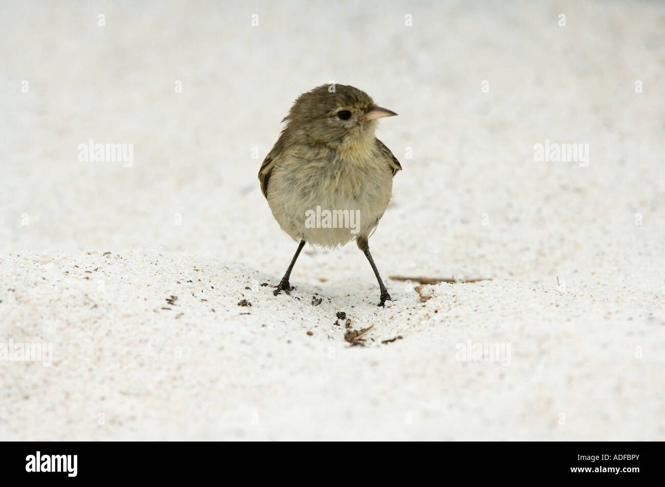Warbler Finch (Certhidea fusca) standing Gardner Bay Espanola Hood ...