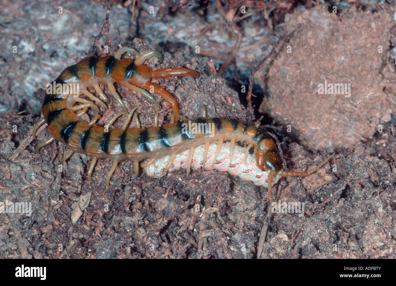 Megarian Banded Centipede, Scolopendra cingulatus. Eating a prey Stock ...