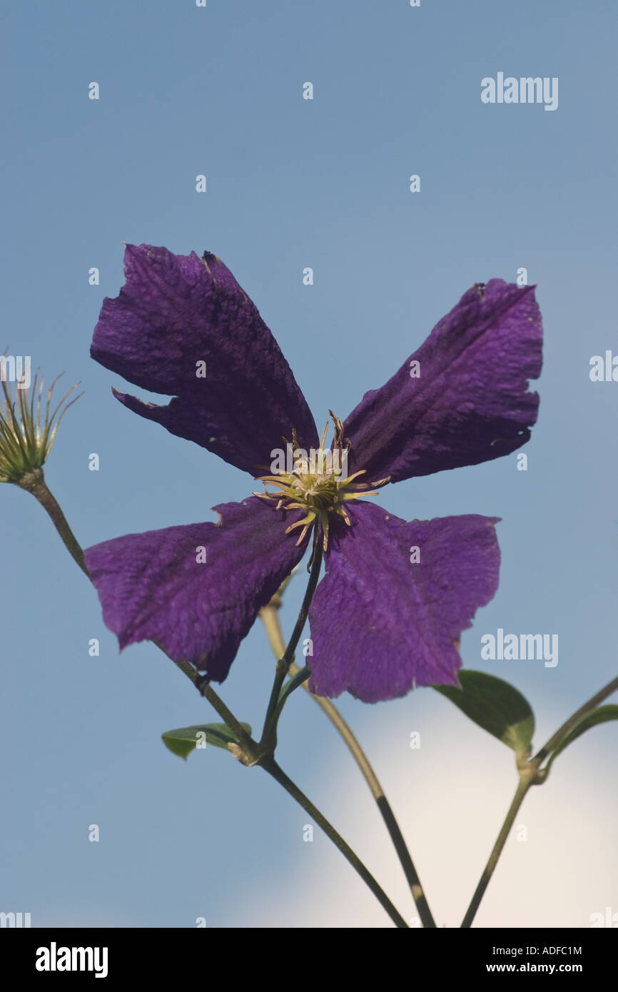 Clematis Jackmanii against a blue sky Stock Photo - Alamy