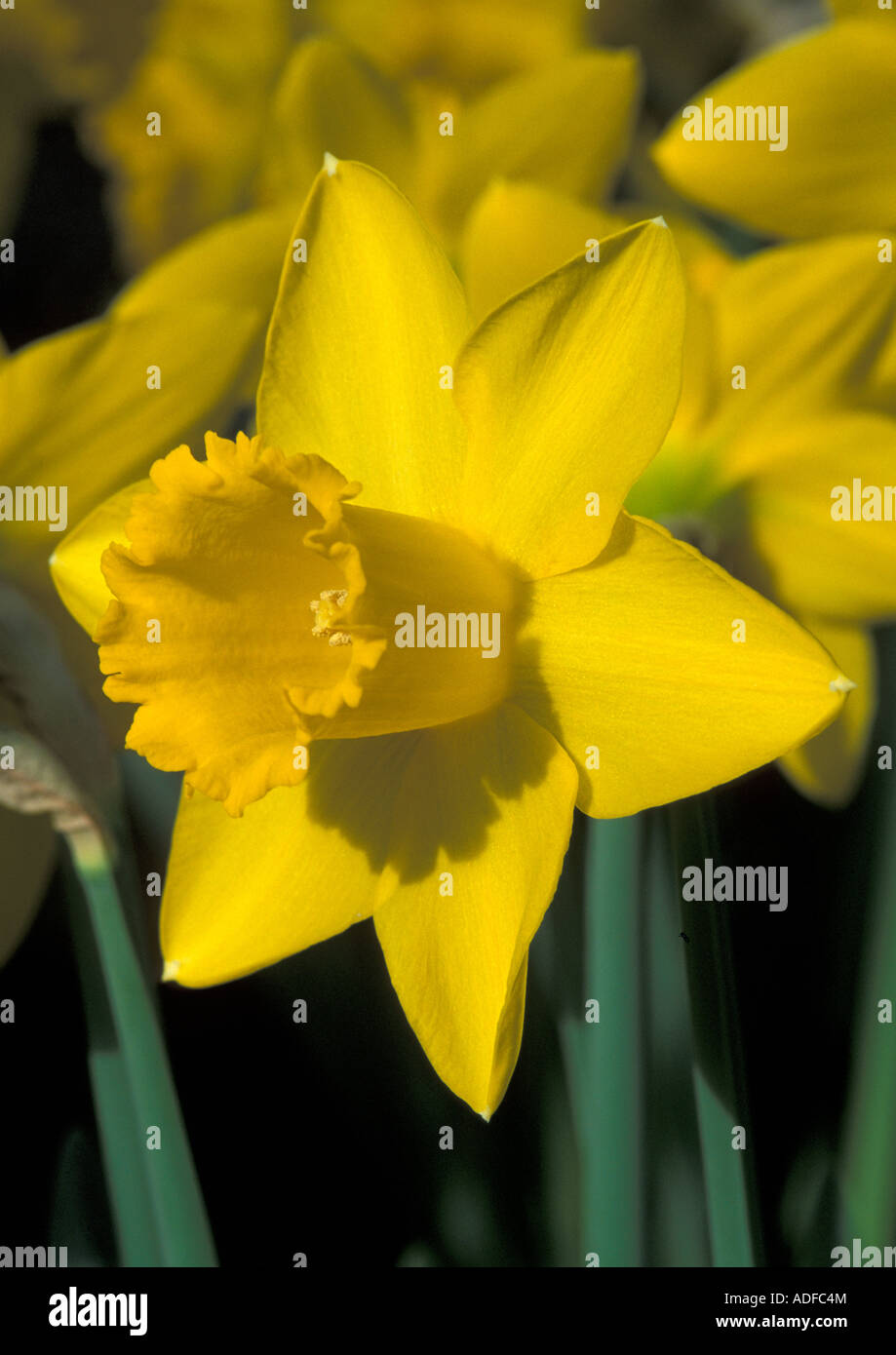 A single Daffodil in full bloom Stock Photo - Alamy