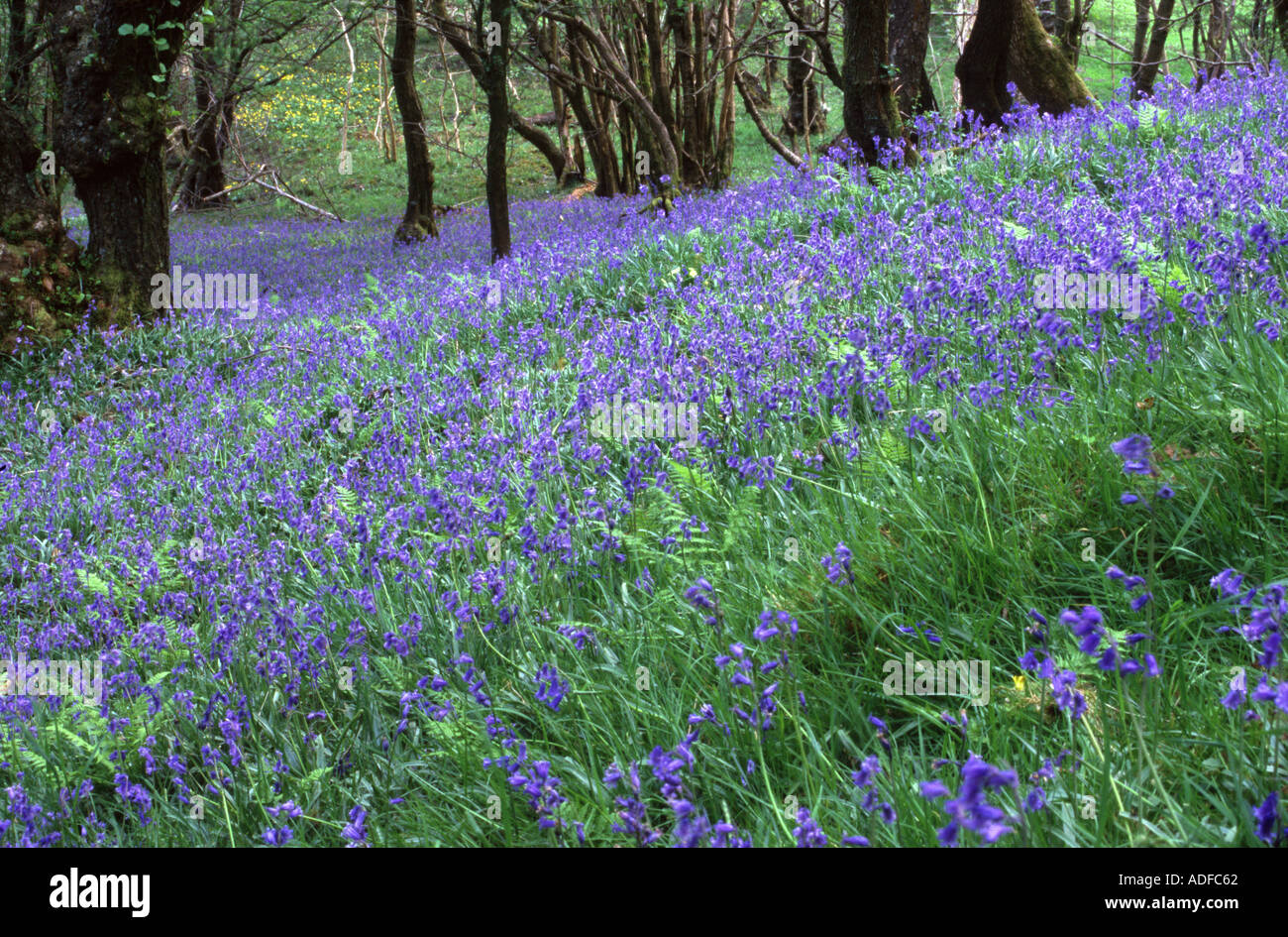 Valley of the taf fechan hi-res stock photography and images - Alamy