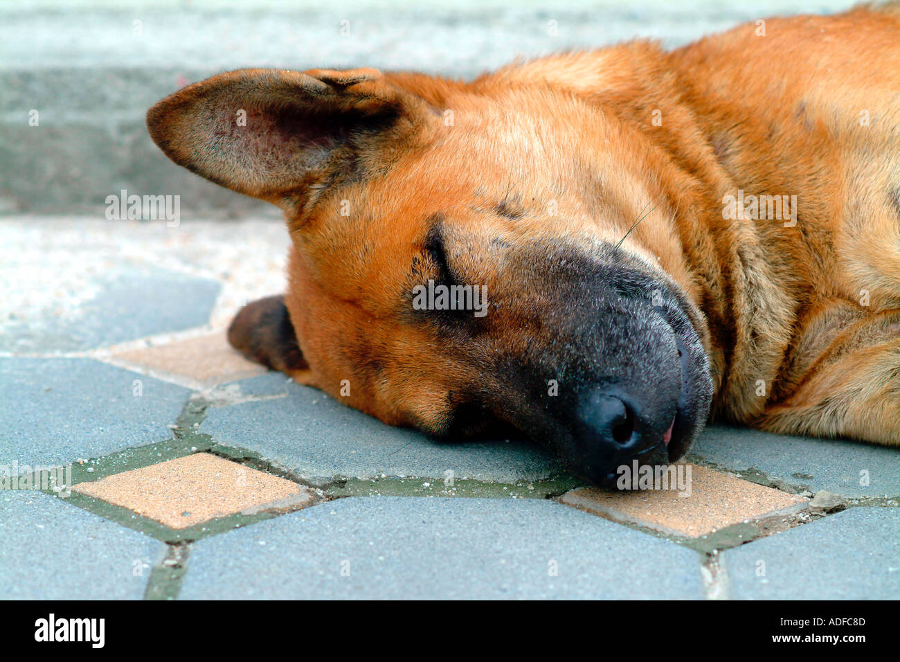Asian wild dog thailand hi-res stock photography and images - Alamy