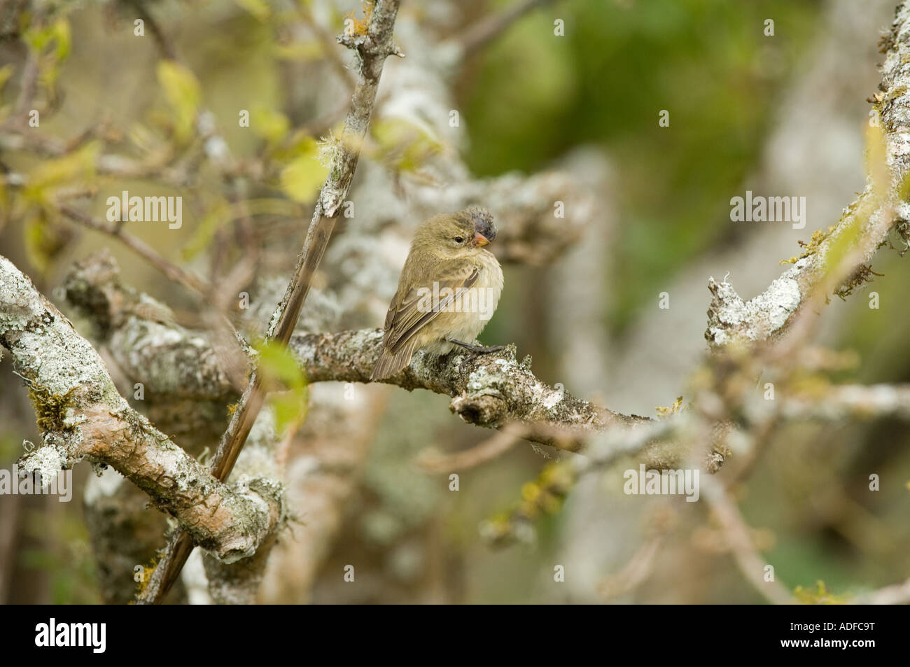 Small Tree Finch (Camarhynchus parvulus) with tumour on his face, Los ...