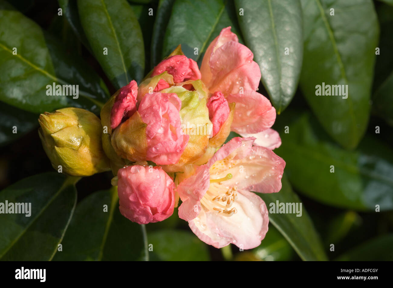 Rhododendron percy wiseman hi-res stock photography and images - Alamy