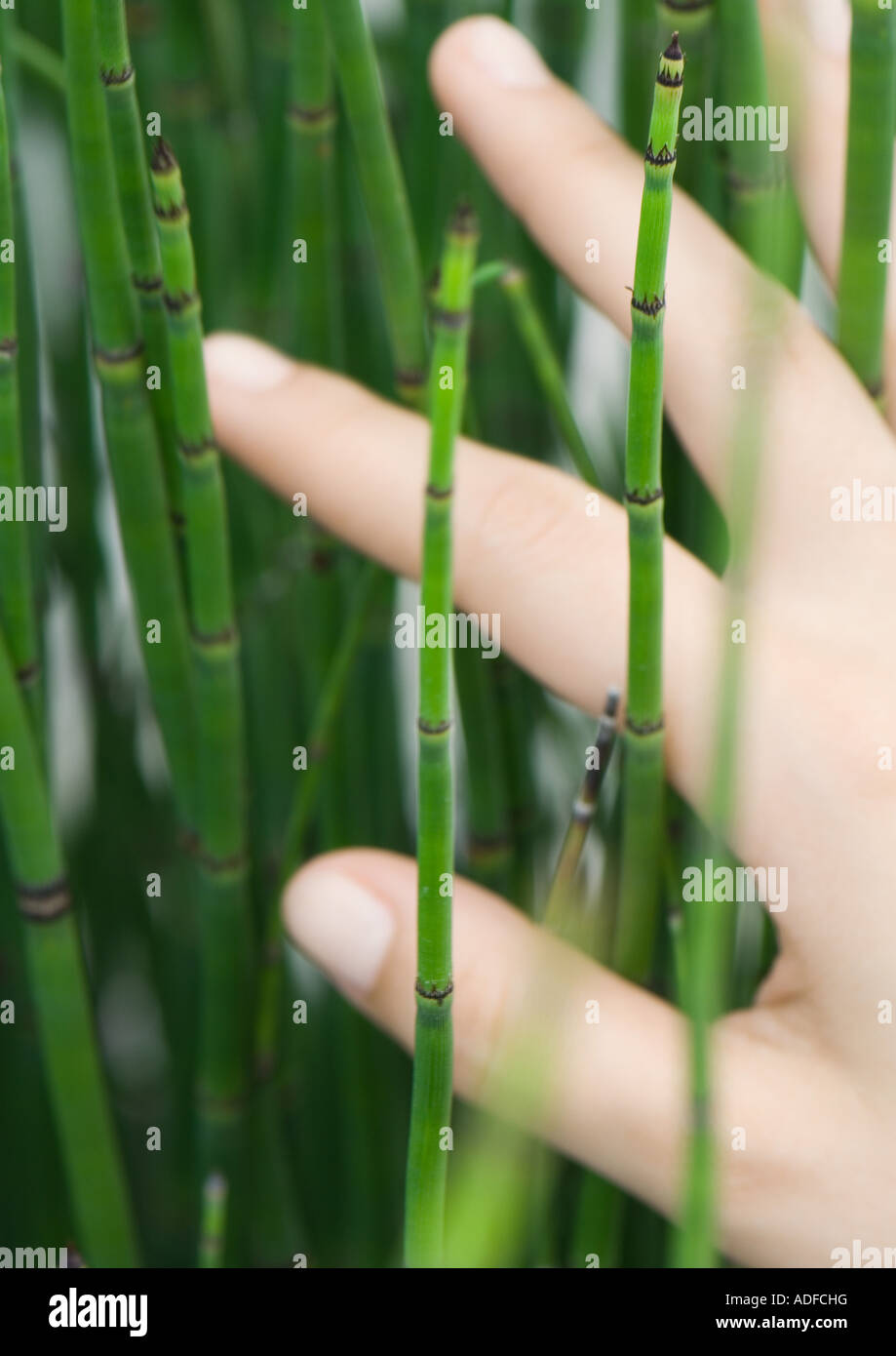 Woman's hand touching rushes, extreme close-up Stock Photo - Alamy