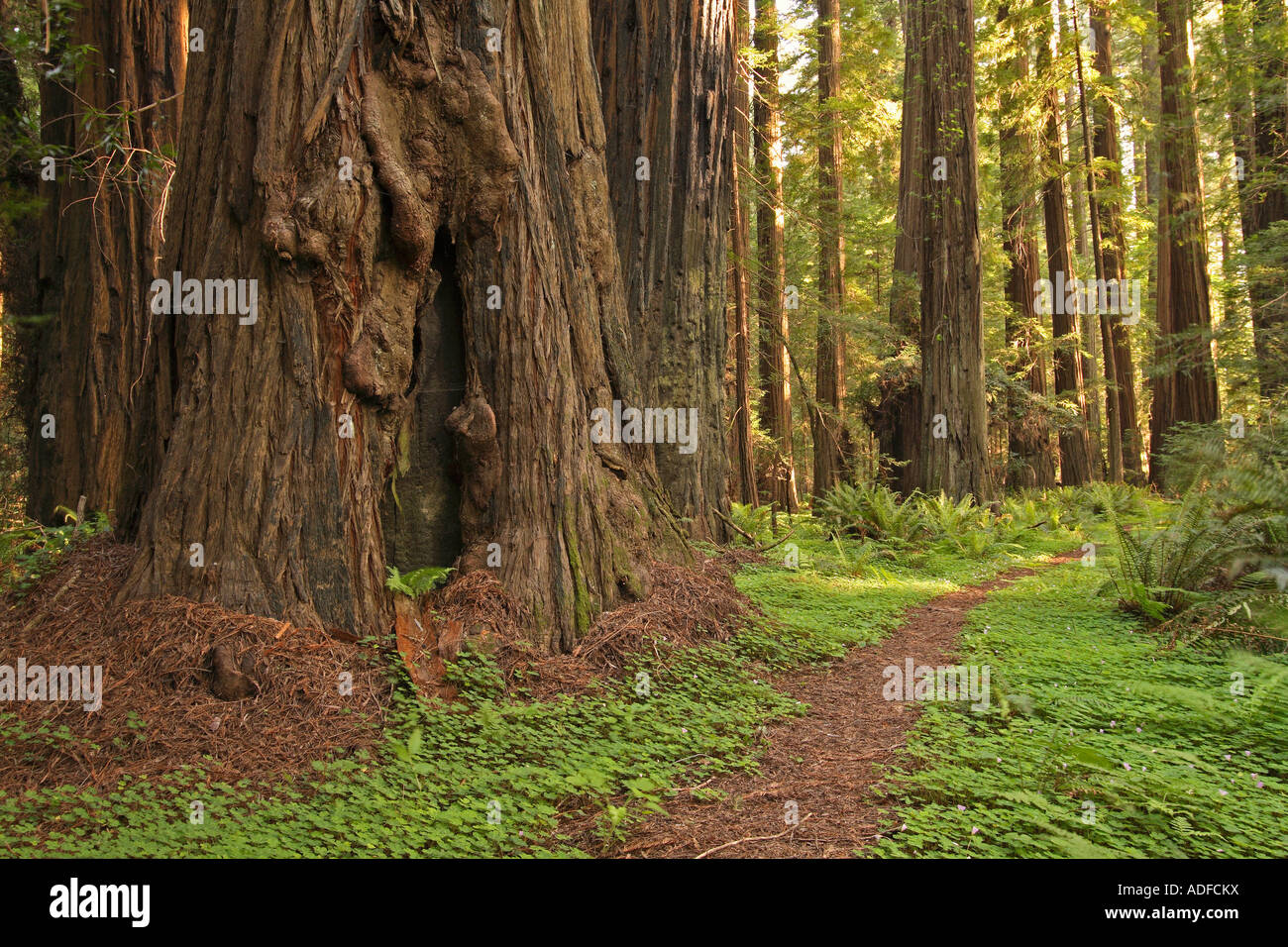 Trail through trees hi-res stock photography and images - Alamy