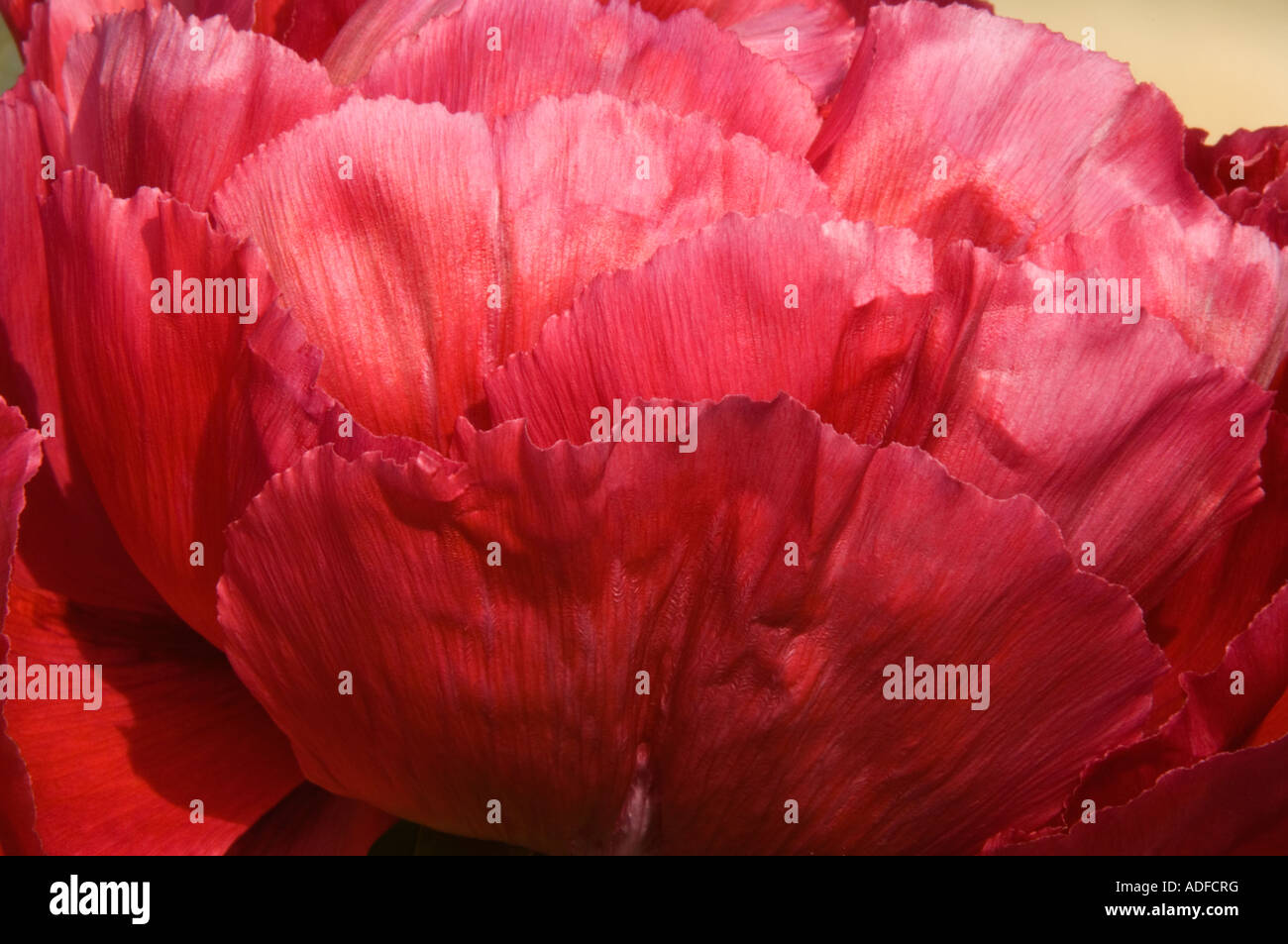 Japanese Tree Peony, Paeonia suffruticosa-Hybride ‘Taiyo’ (the Sun ...