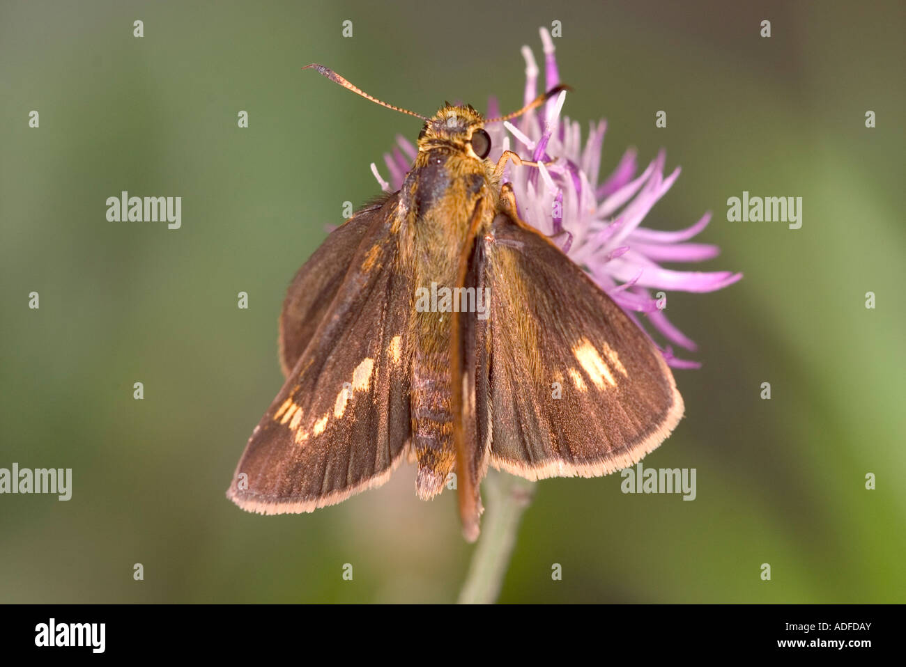 Black dash hi-res stock photography and images - Alamy