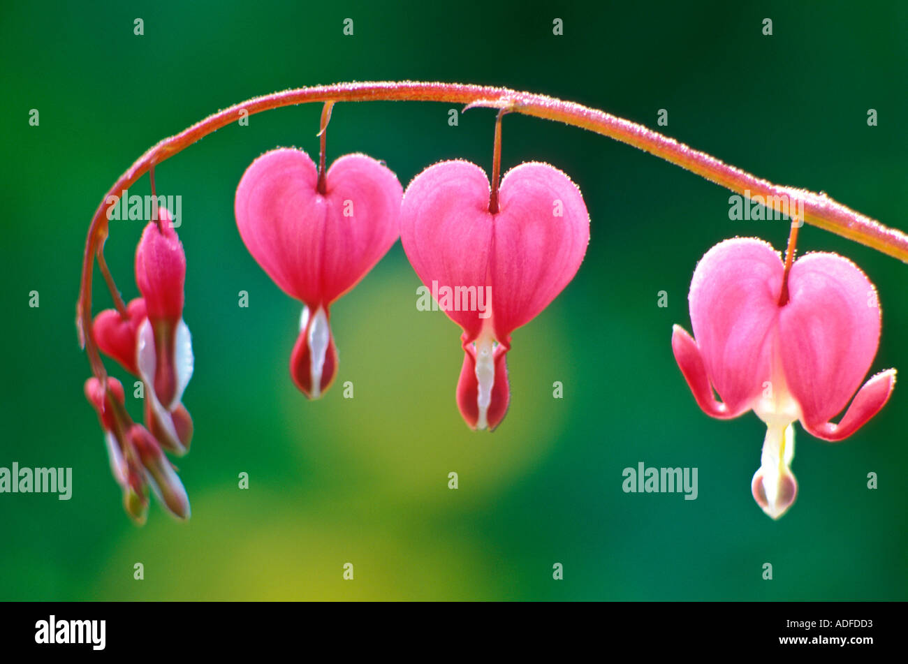 Bleeding Heart Dicentra spectabilis garden plant of the fumitory family ...
