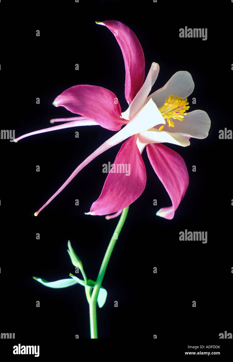 Columbine Aquilegia canadensis genus of plant of the buttercup family ...