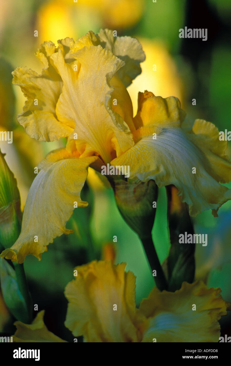 Iris Perennial herbaceous plant of the family Iridaceae Stock Photo - Alamy