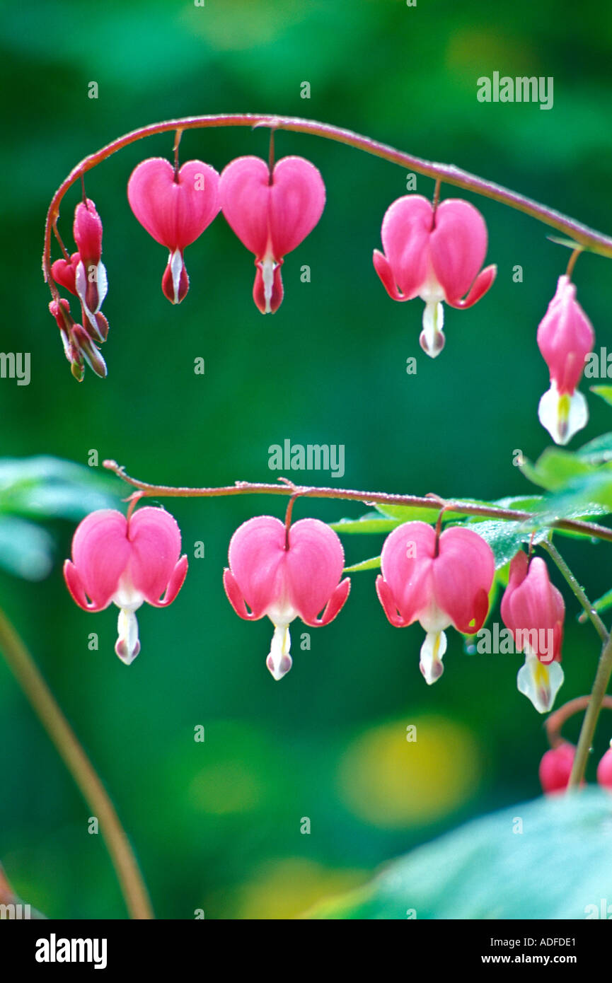 Fumitory family hi-res stock photography and images - Alamy