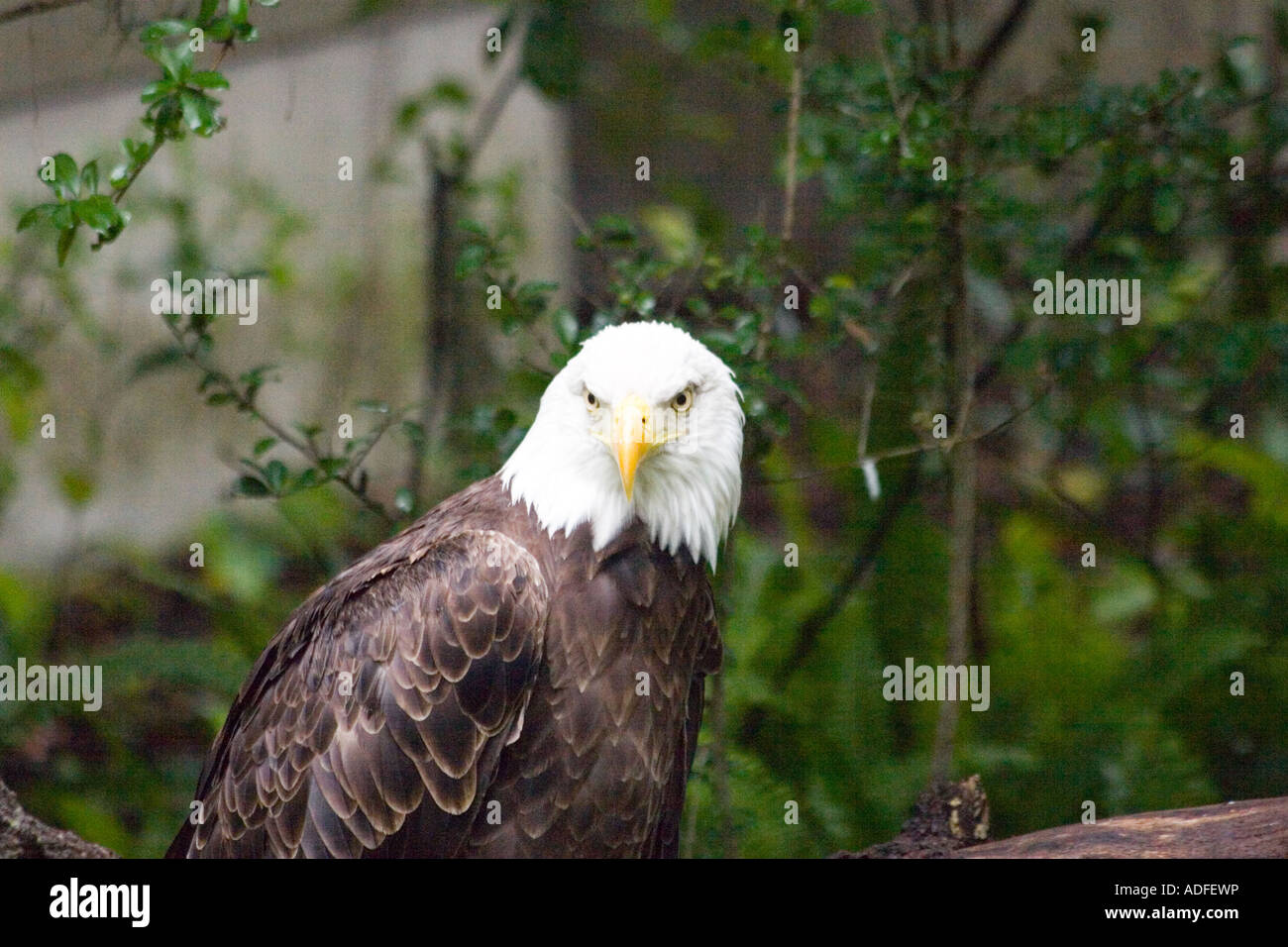 Bald Eagle Front View Stock Photo - Alamy