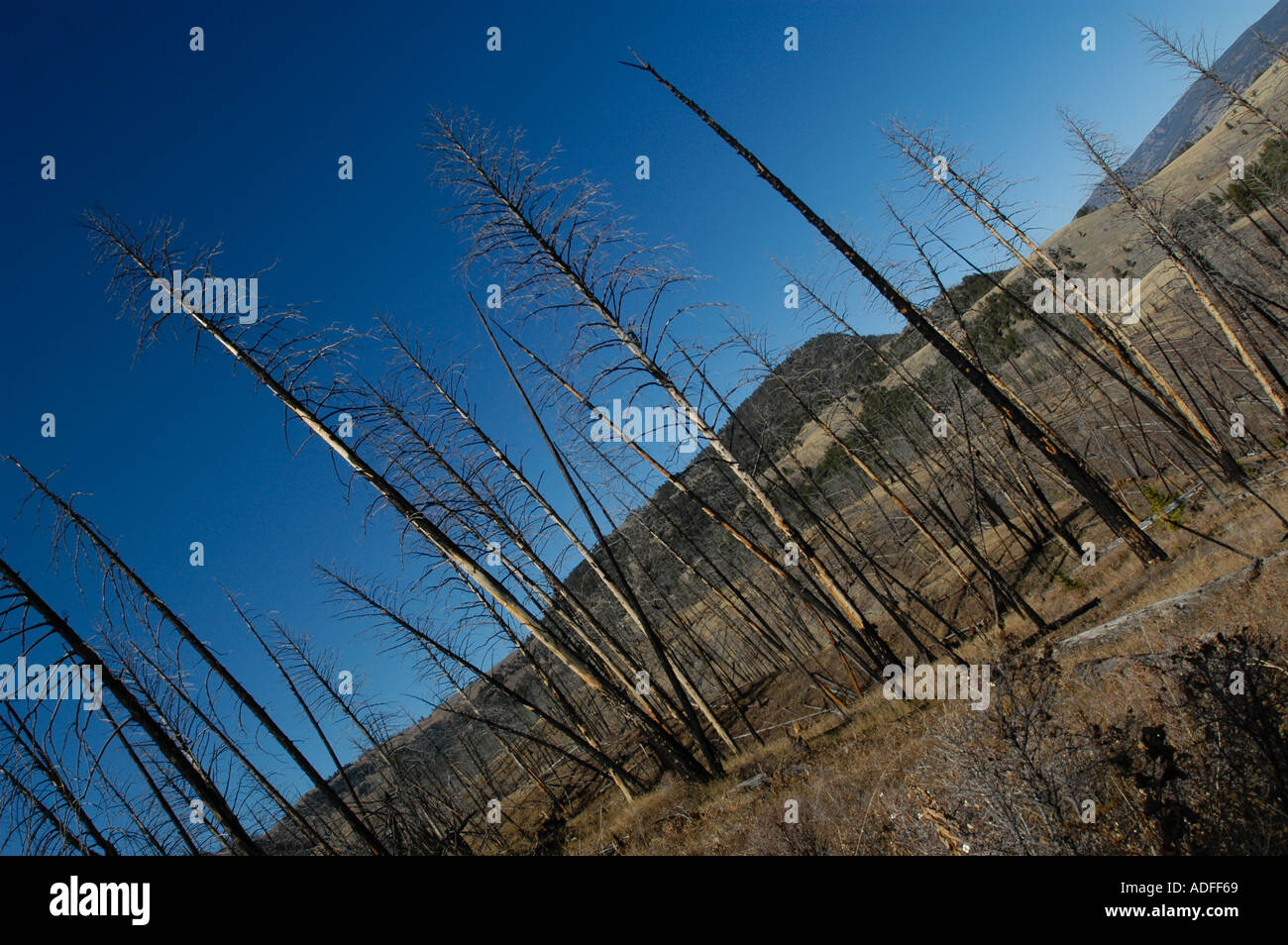 Burnt forest trees in yellowstone hi-res stock photography and images ...