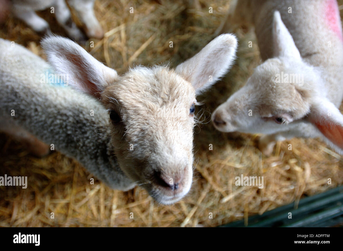 THREE LAMBS IN A PEN UK Stock Photo - Alamy