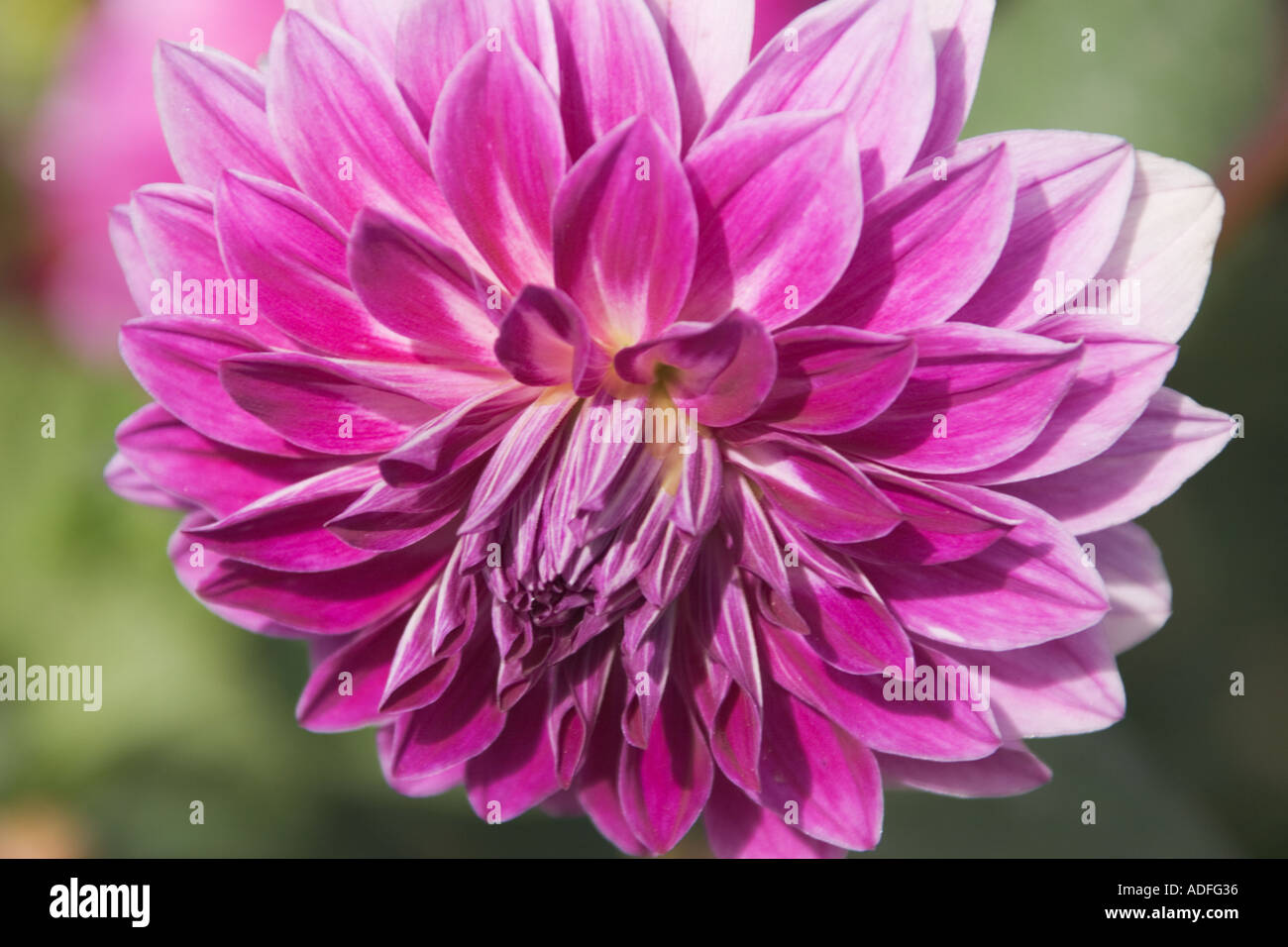Flower Delhi India Stock Photo - Alamy