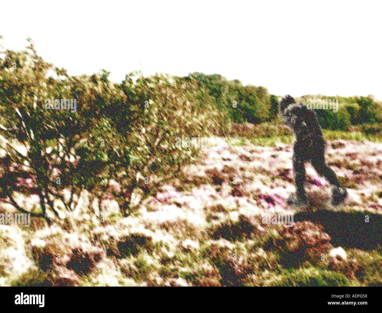 faked photograph of bigfoot sasquatch or yeti computer illustration not ...