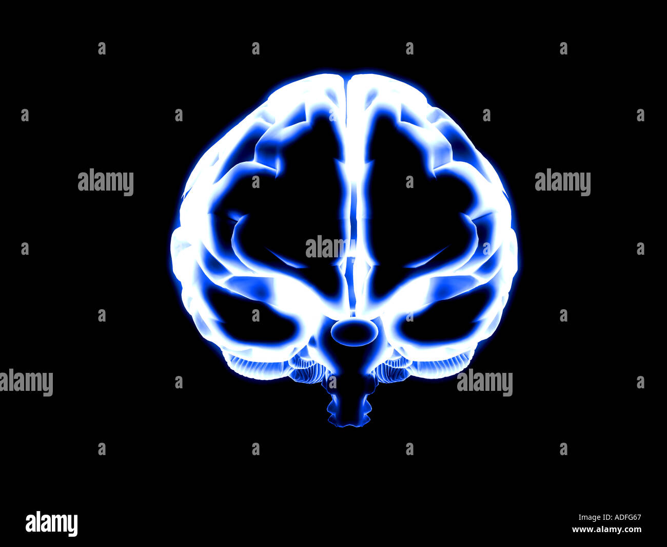 transparent xray of the human brain from the front computer ...