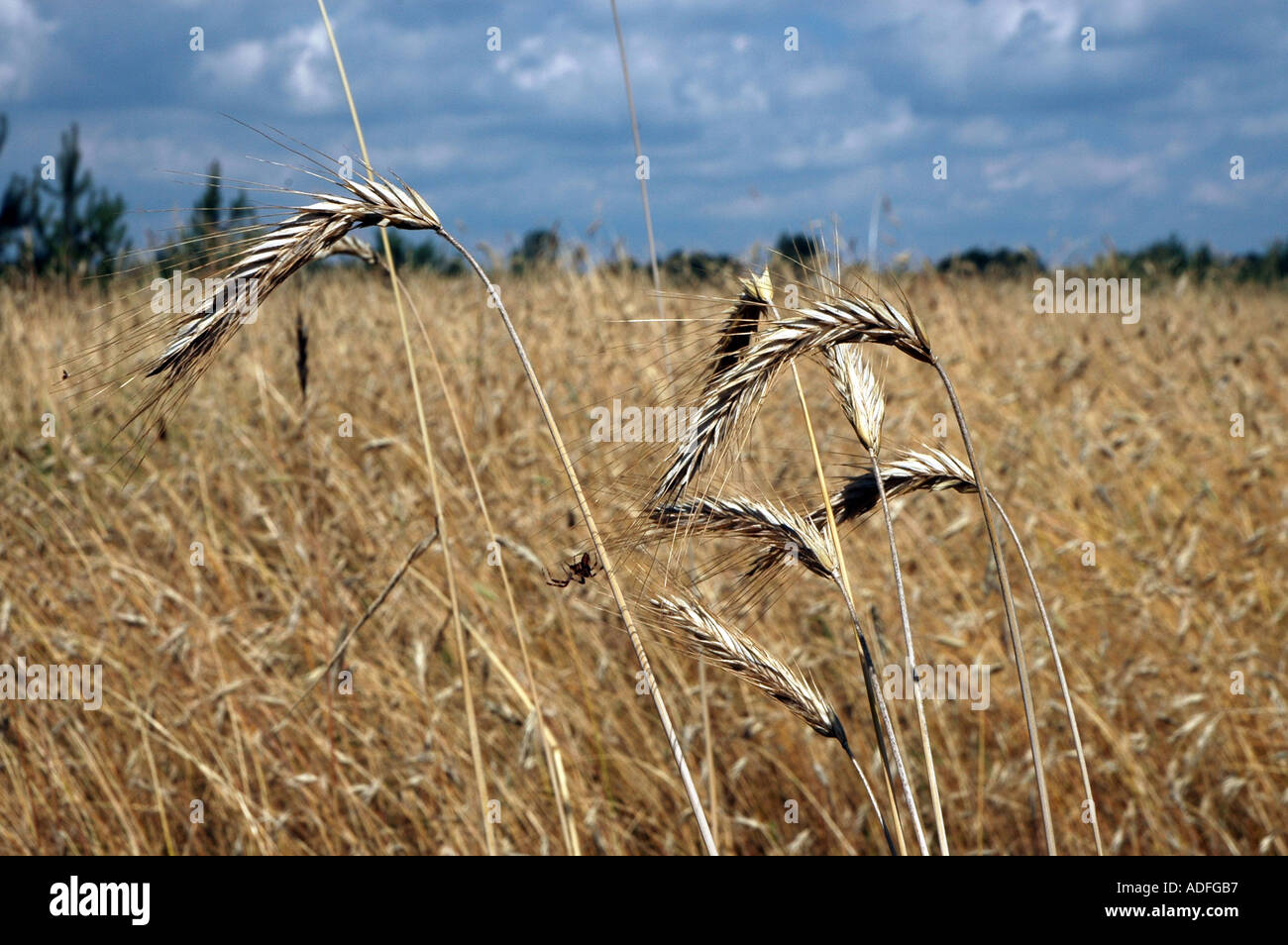 Field Ryes High Resolution Stock Photography and Images - Alamy