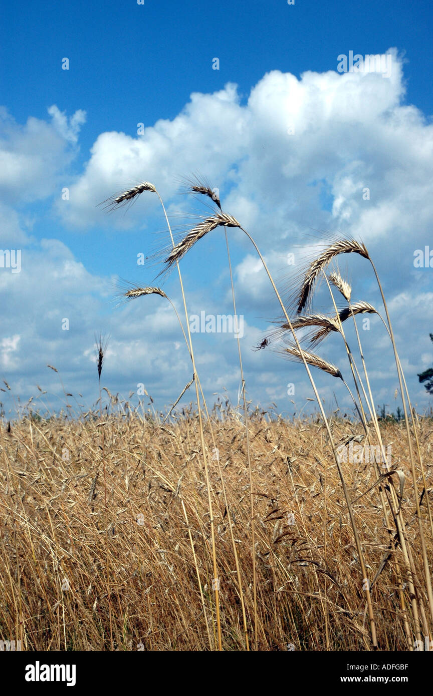 Field ryes hi-res stock photography and images - Alamy