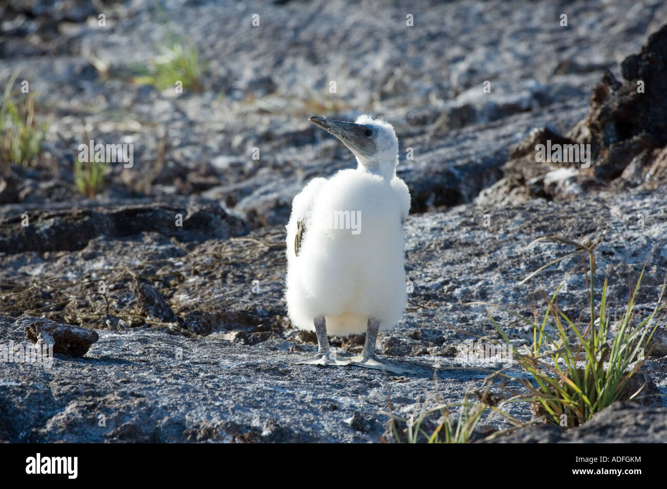 Masked Booby (Sula dactylatra granti) Immature, Genovesa Tower Island ...