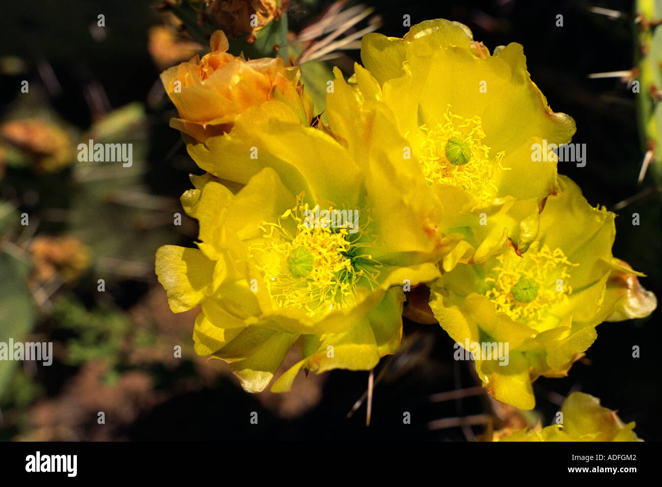 Opuntia fragilis hi-res stock photography and images - Alamy
