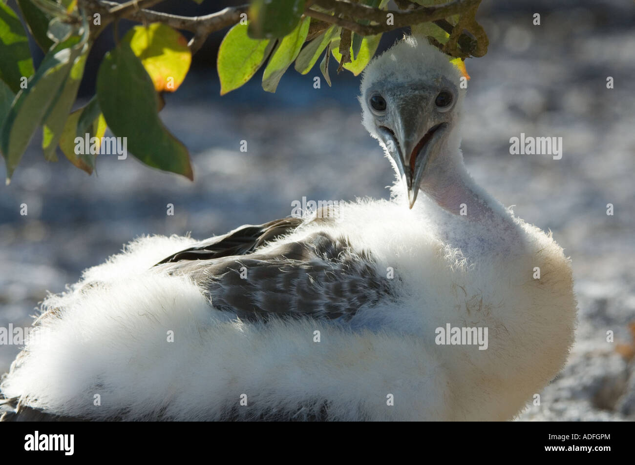 Masked Booby (Sula dactylatra granti) chick resting in shade of the ...