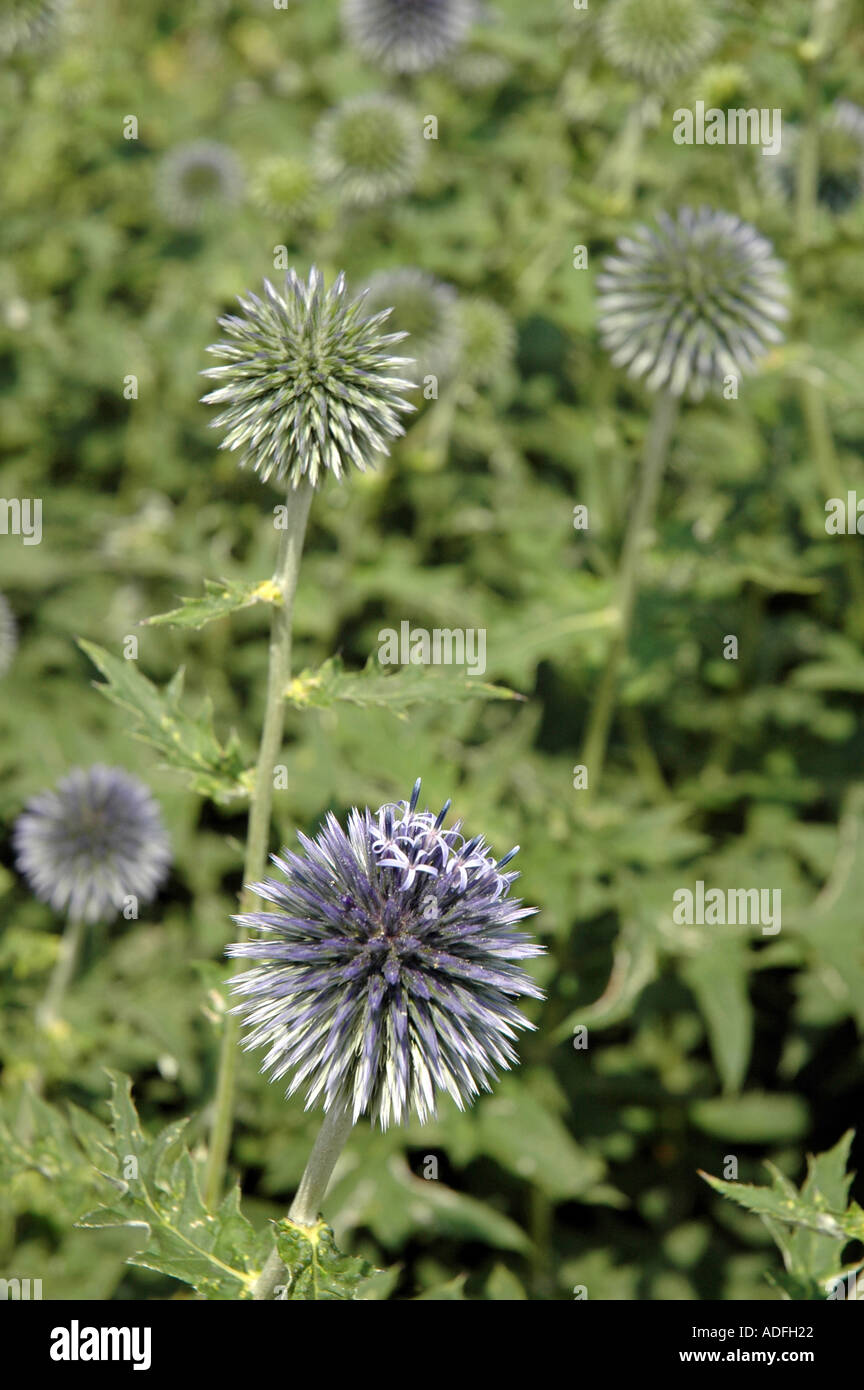 Small globe thistle hi-res stock photography and images - Alamy