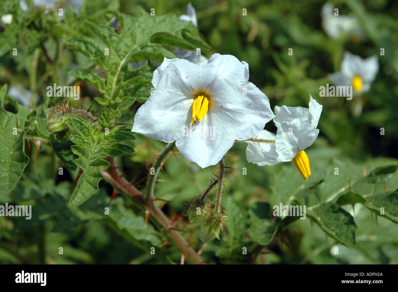 Sticky nightshade Solanum Sisymbriifolium Stock Photo - Alamy