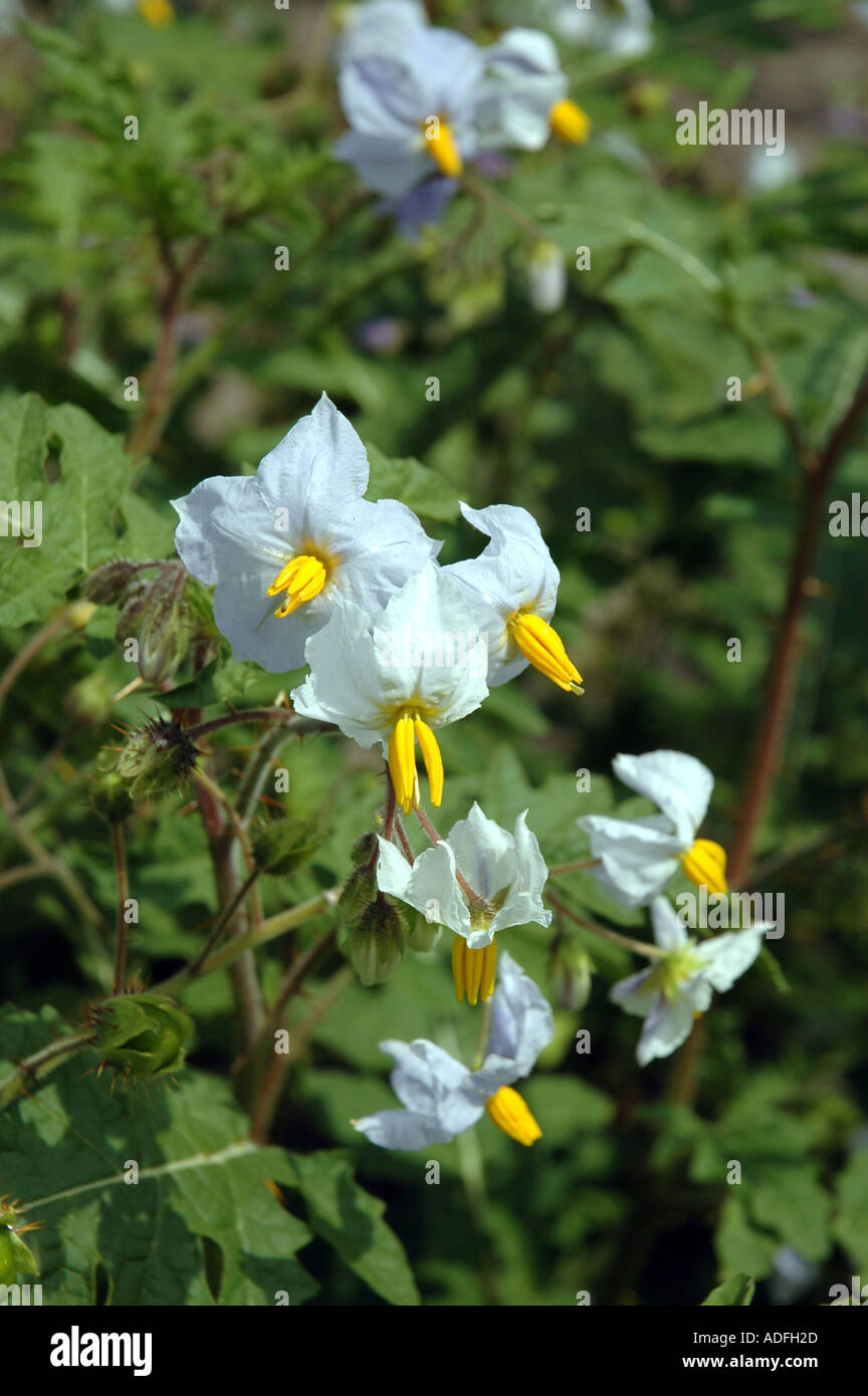Sticky nightshade Solanum Sisymbriifolium Stock Photo - Alamy