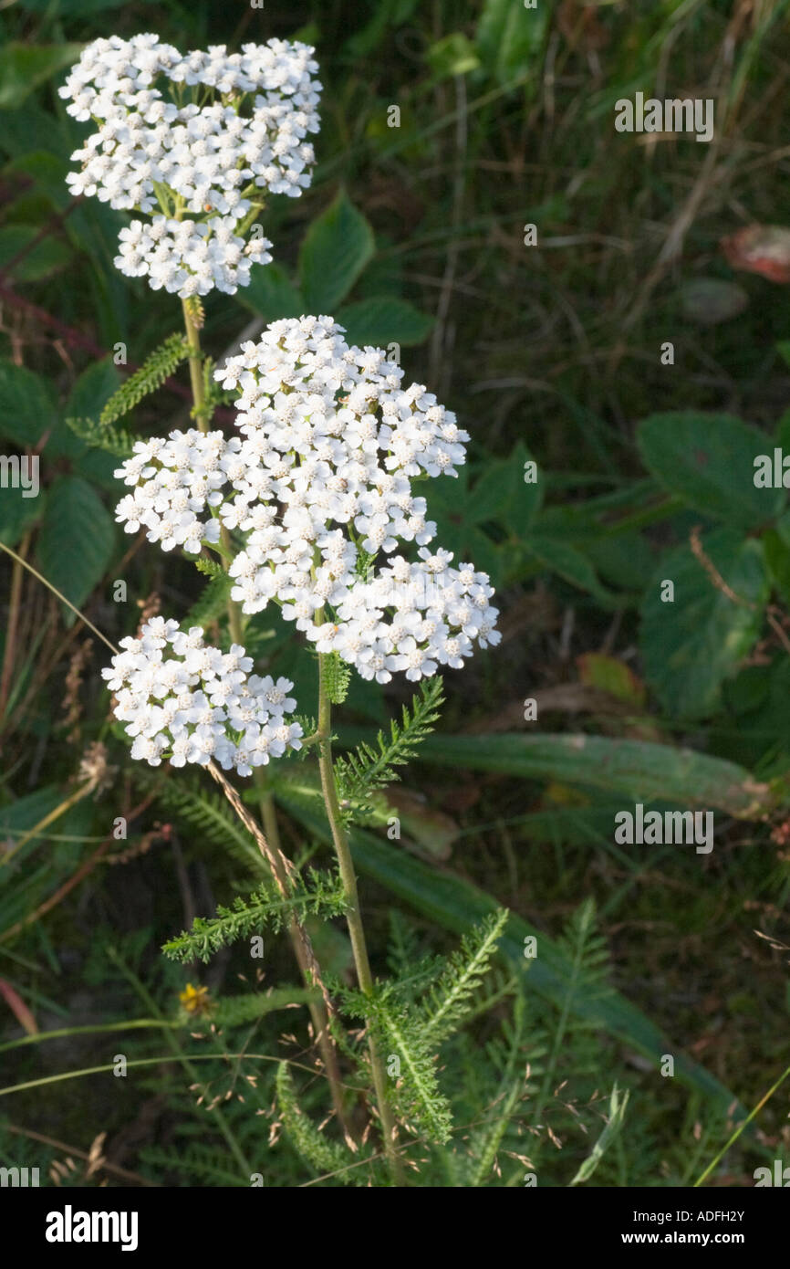 Common yarrow (Achillea millefolium Stock Photo - Alamy