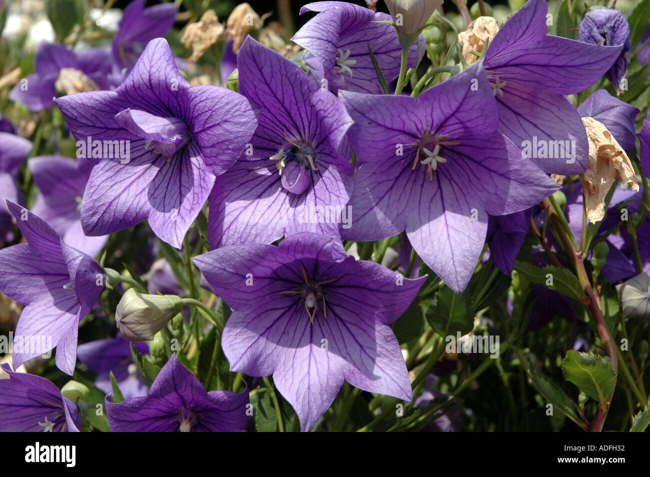 Balloon flower astra blue hi-res stock photography and images - Alamy