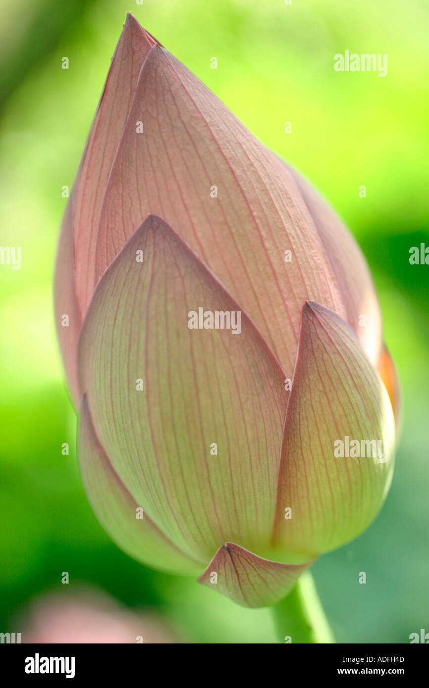 Lotus Flowers Floral and Plant Life Details at Kenilworth Aquatic ...