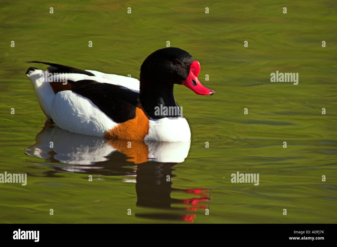 Wildfowl wetlands trust martin mere hi-res stock photography and images ...