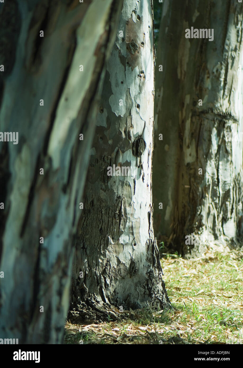 Tree trunk three persons hi-res stock photography and images - Alamy