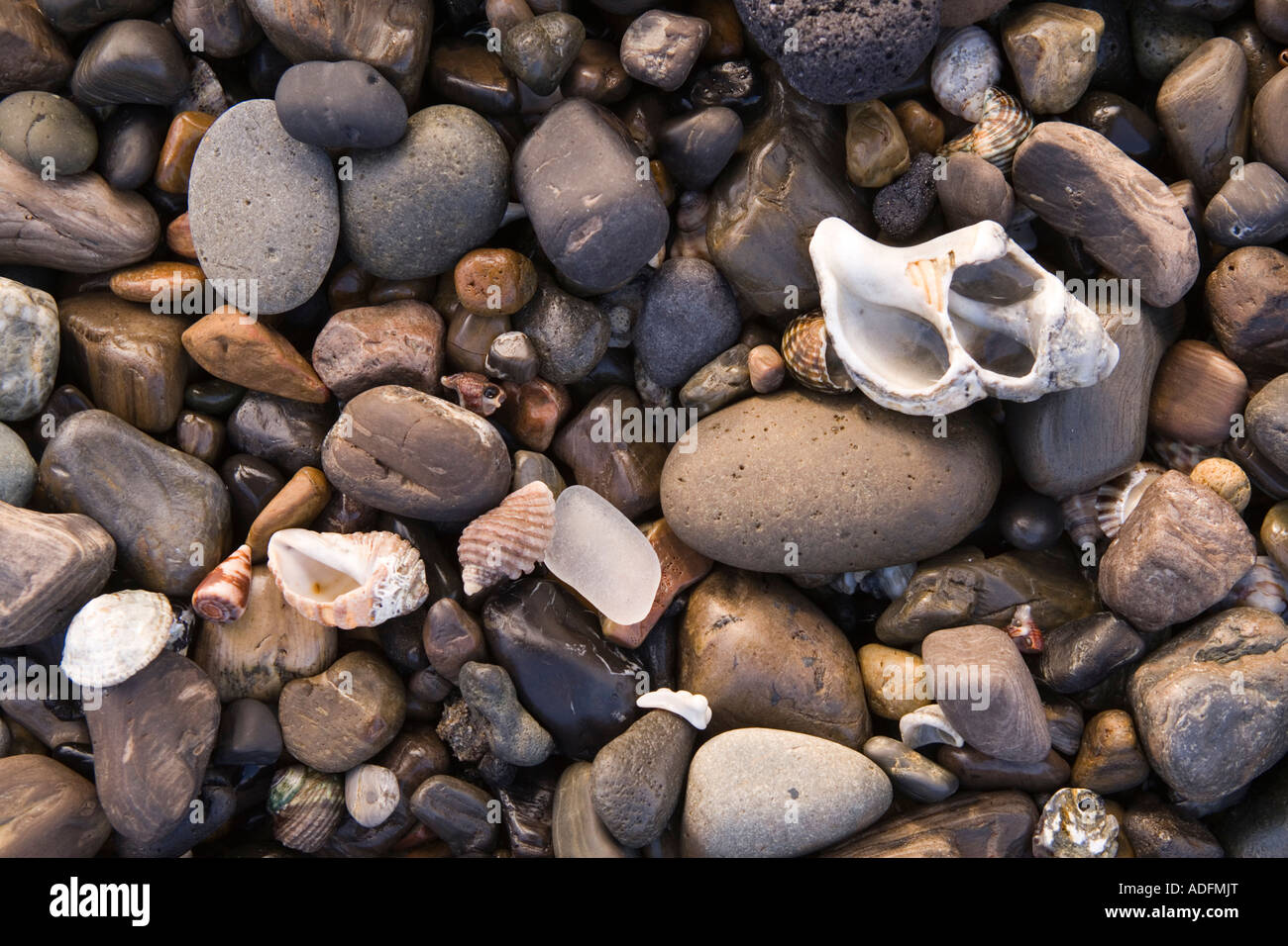 Close up image of wet sea shells and pebbles on beach Stock Photo - Alamy