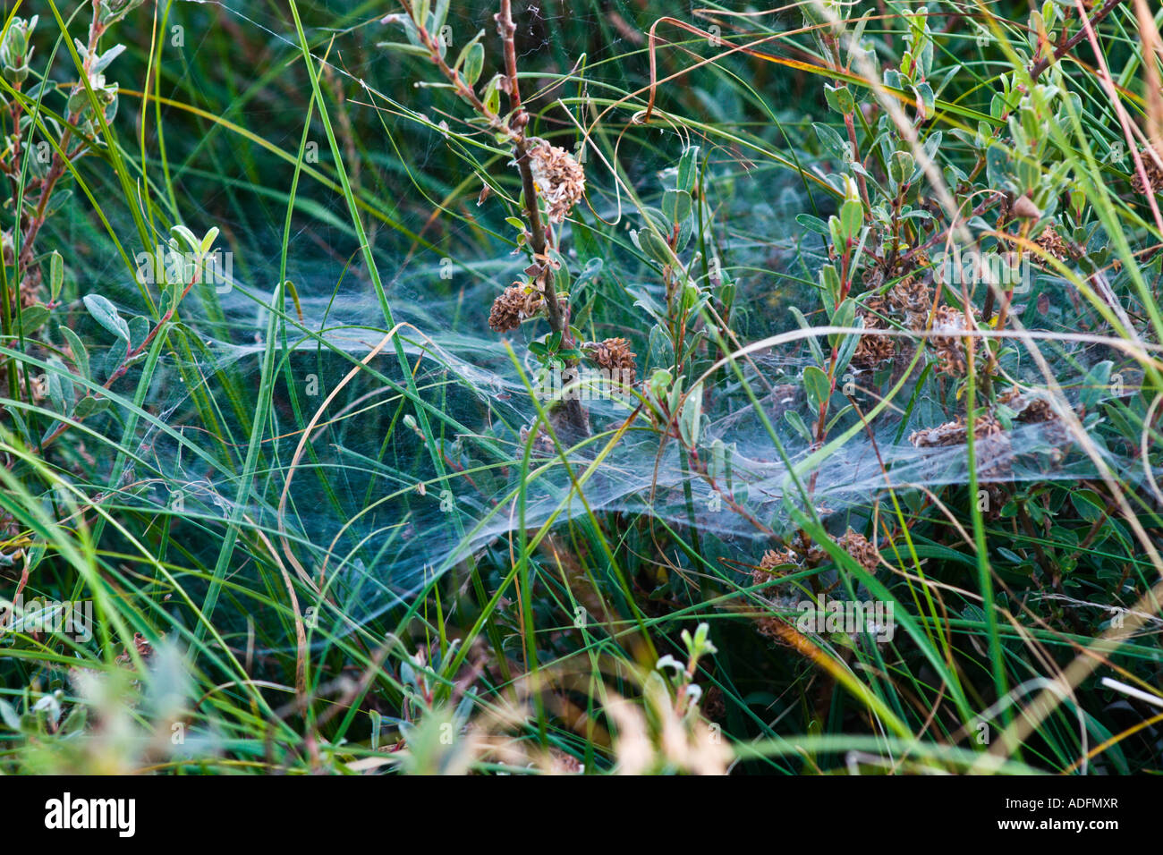 Funnel spider web Stock Photo - Alamy