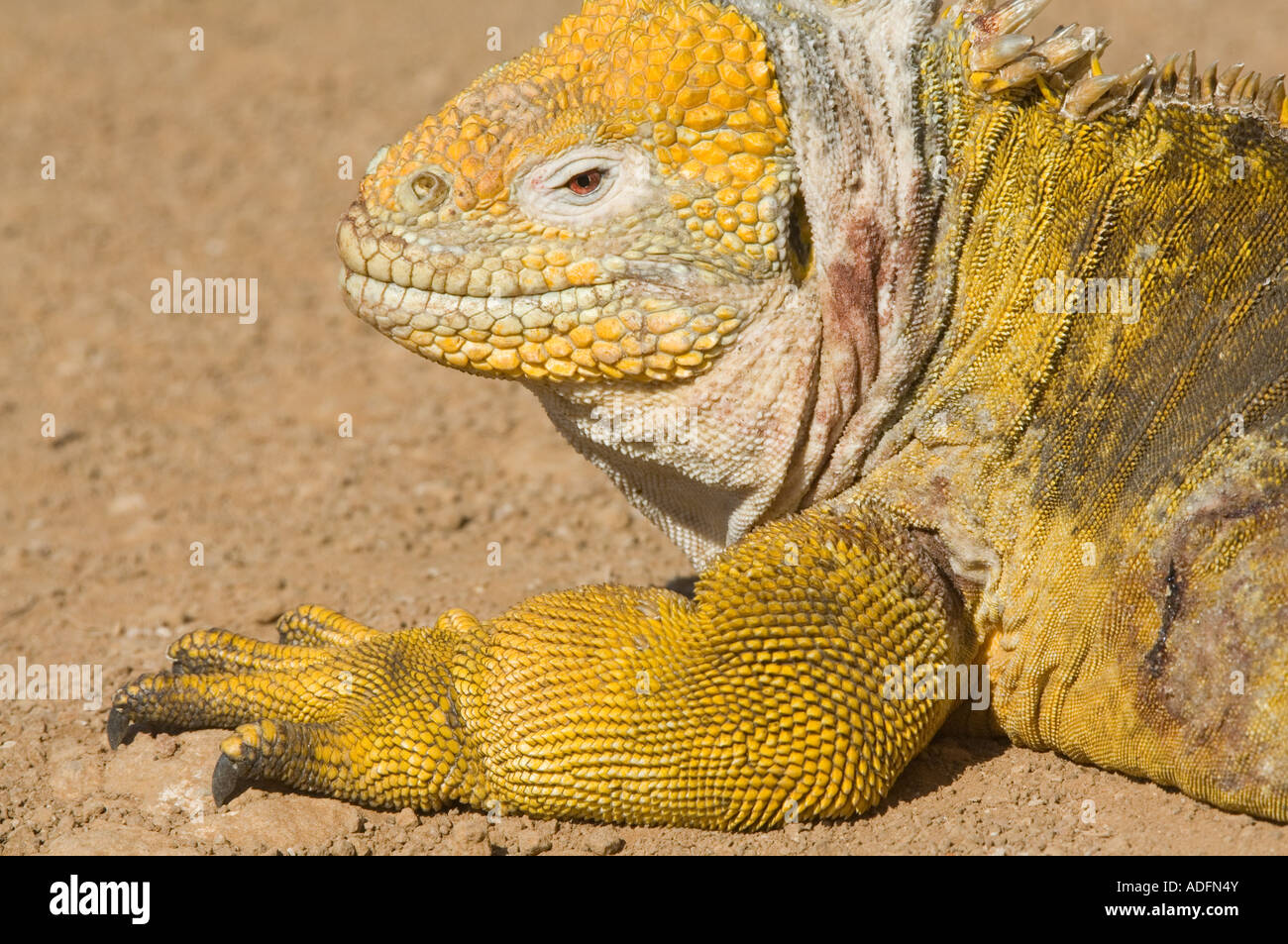 Land iguana fight hi-res stock photography and images - Alamy