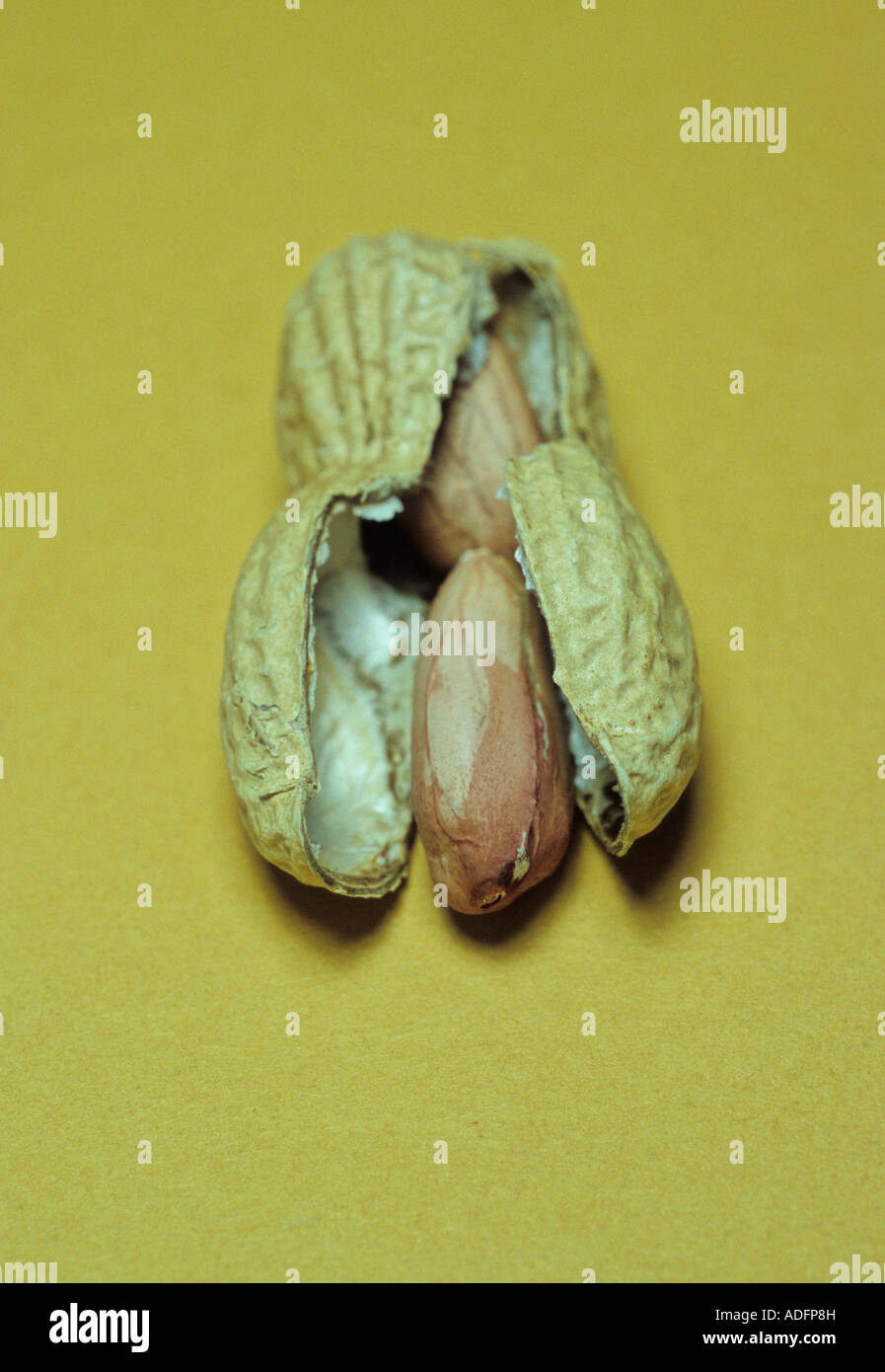 Casing monkey hi-res stock photography and images - Alamy