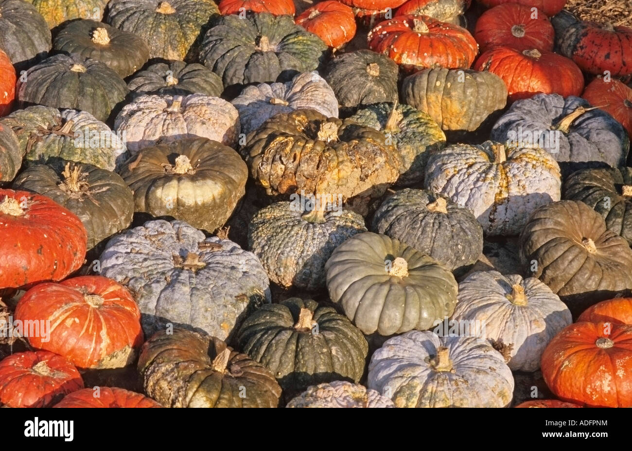 Lots pumpkins hi-res stock photography and images - Alamy