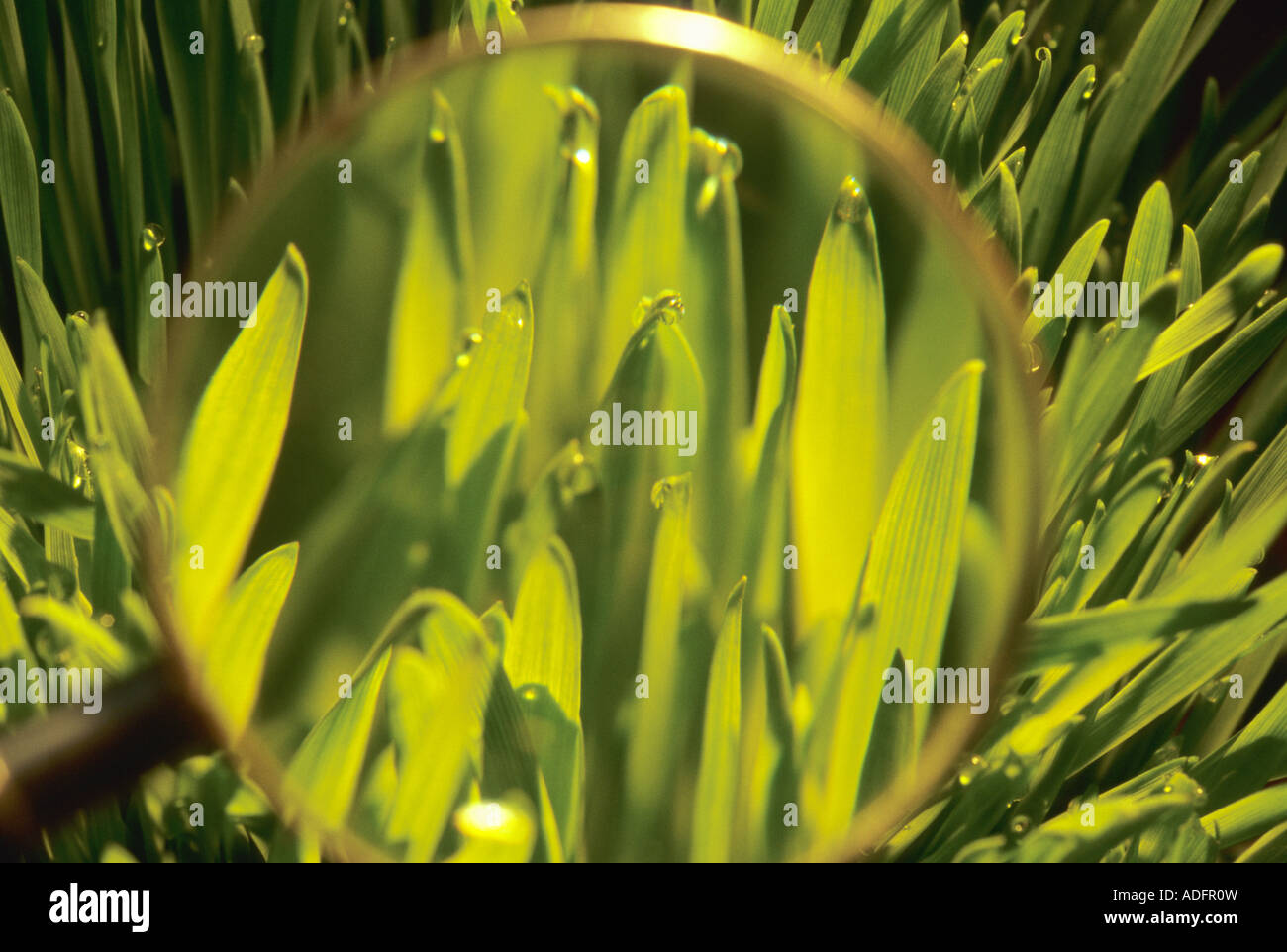blades of grass under a magnifying glass Stock Photo - Alamy