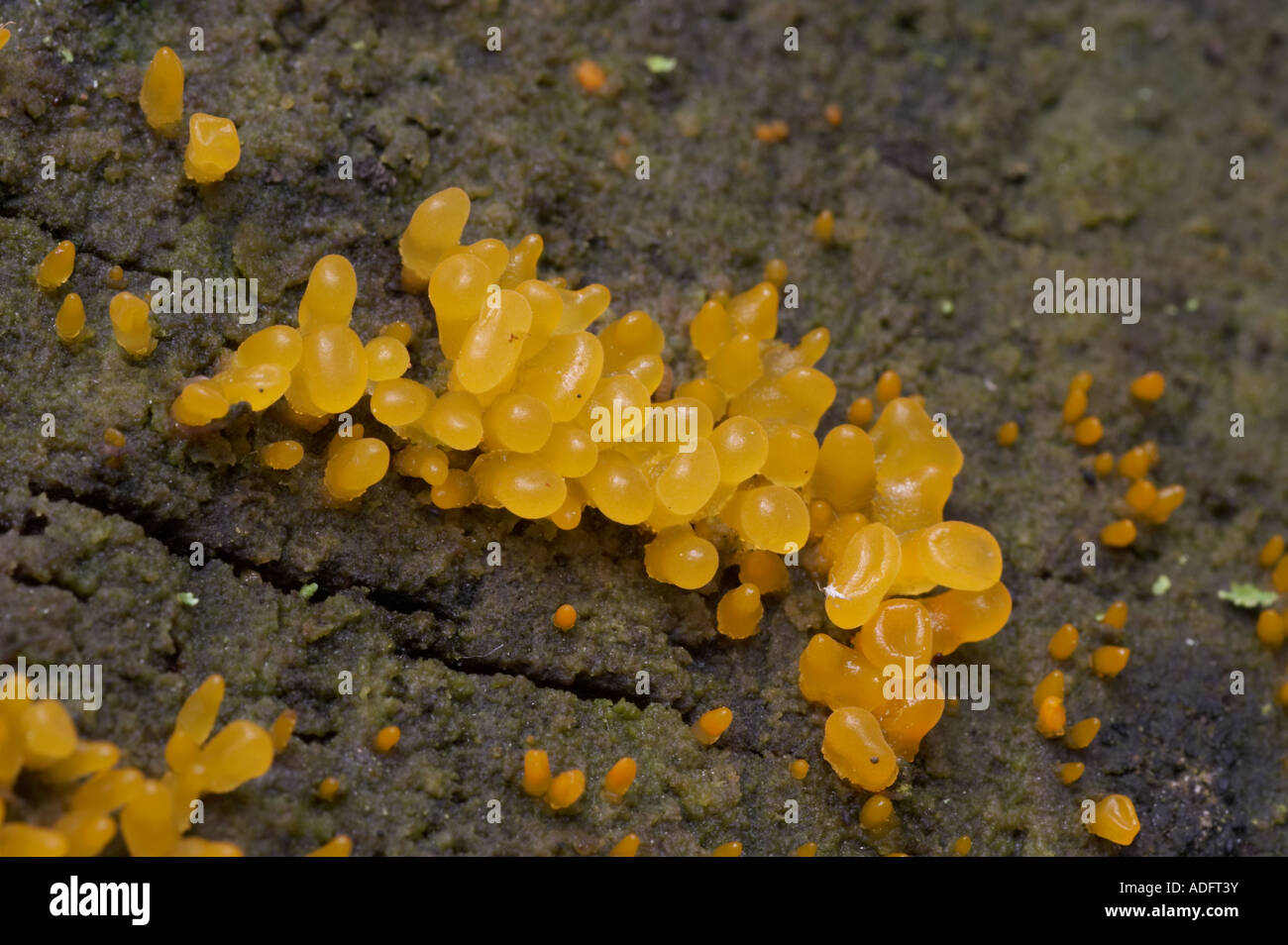 Lemon disco fungus hi-res stock photography and images - Alamy