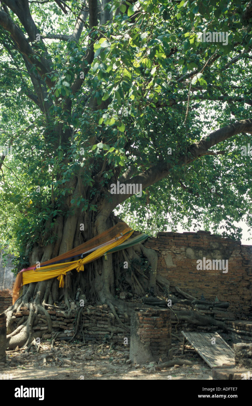 Religious tree hi-res stock photography and images - Alamy