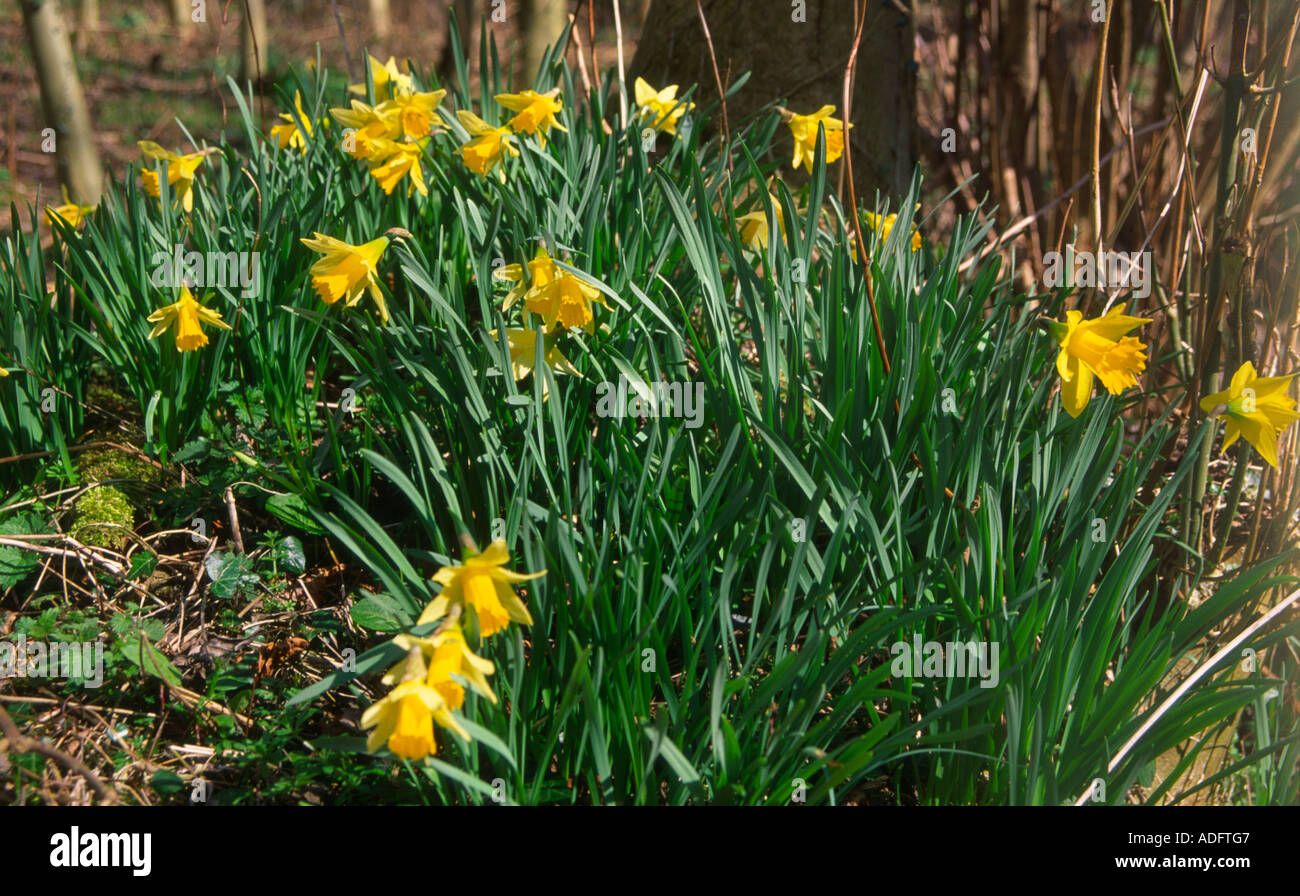 Wild daffodil flowers in ancient woodland, Butley daffodil woods ...