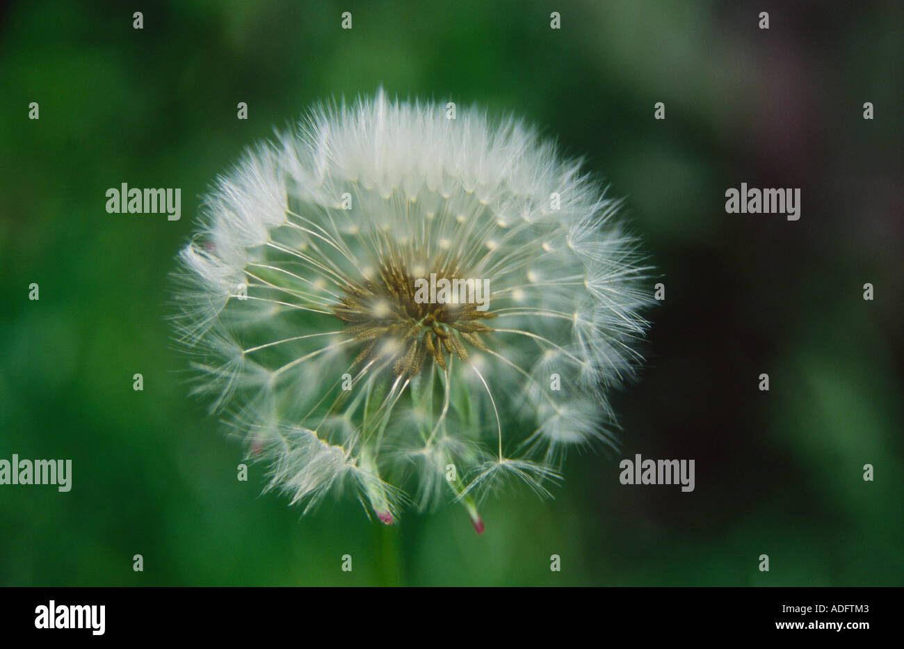 Dandelion seed clock Stock Photo - Alamy