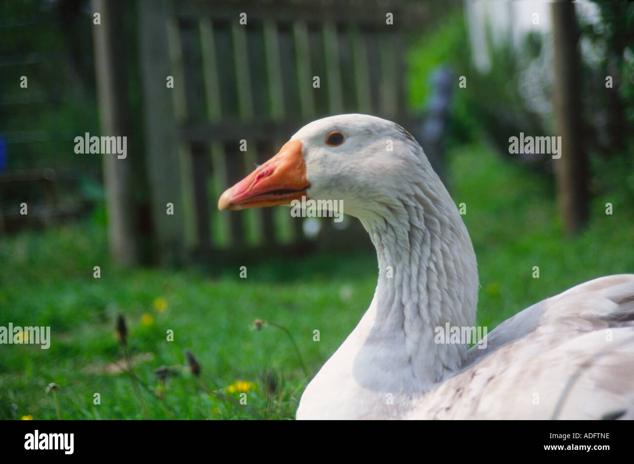 Embden goose hi-res stock photography and images - Alamy