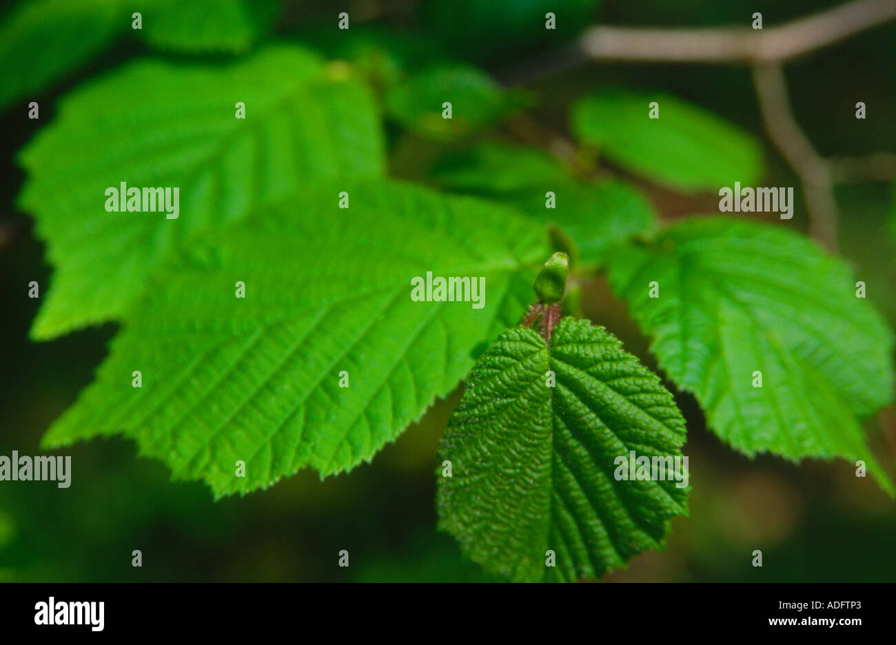 Common Hazel tree leaves Stock Photo - Alamy