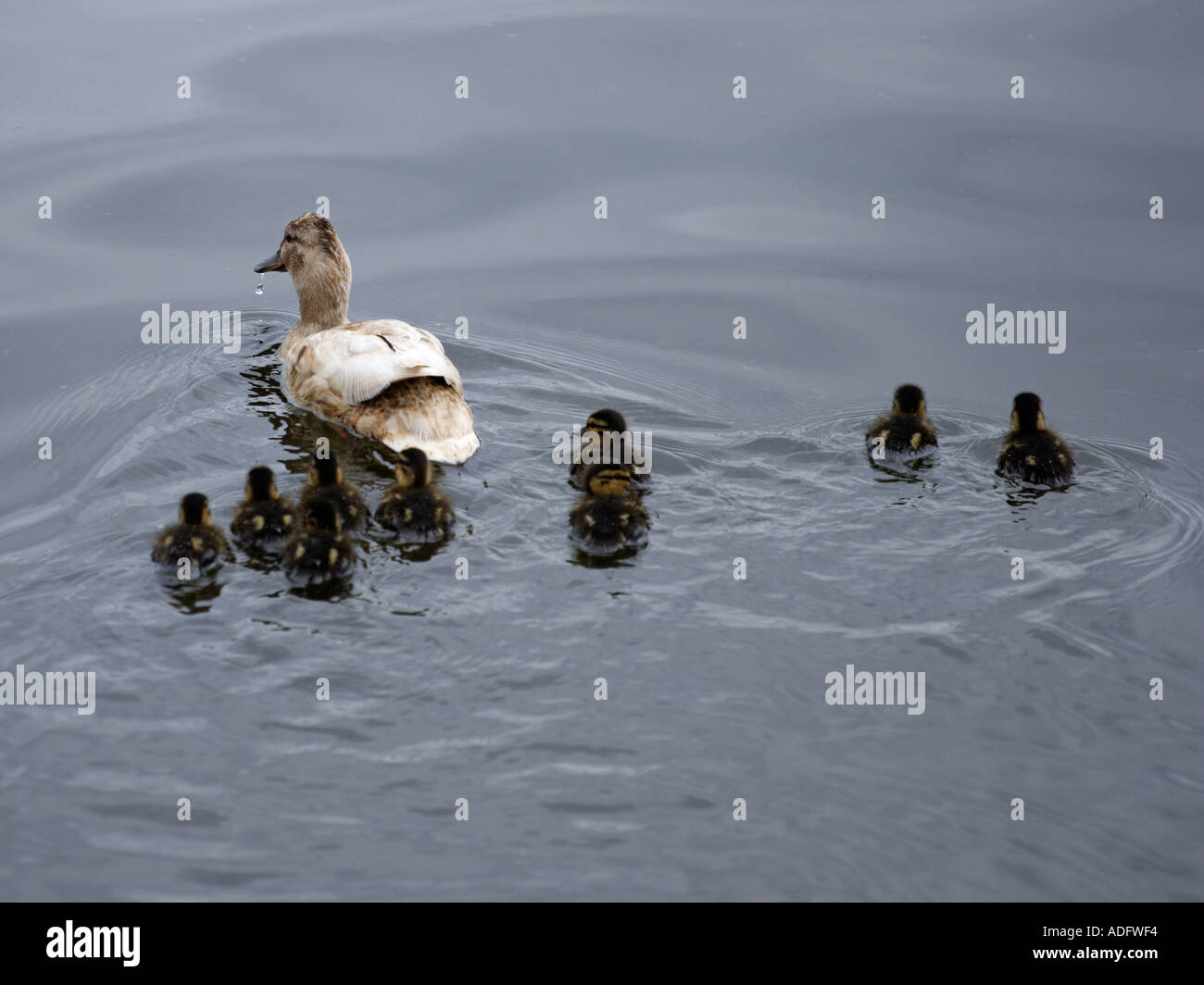 Ducks from behind Stock Photo - Alamy