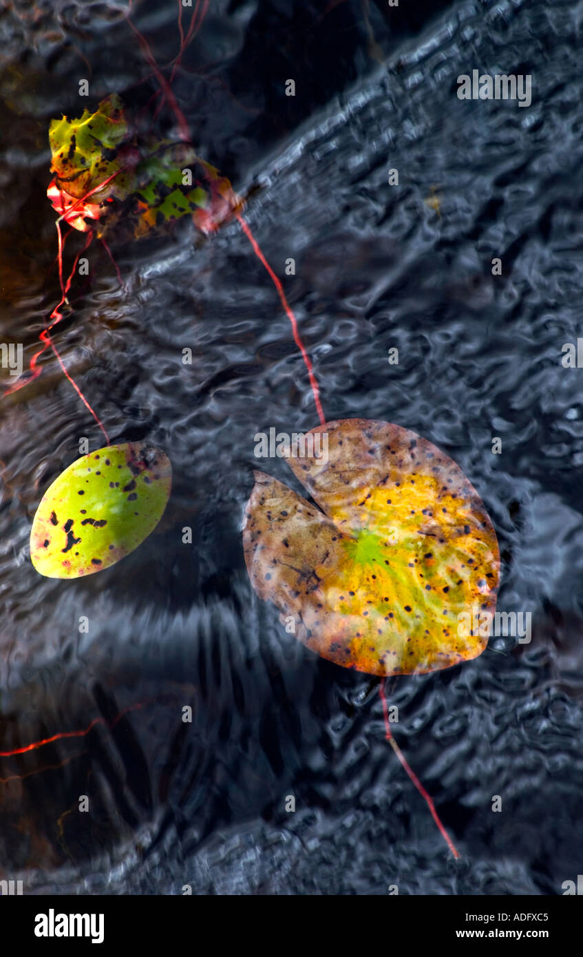 Nature scene with water reflections Stock Photo - Alamy