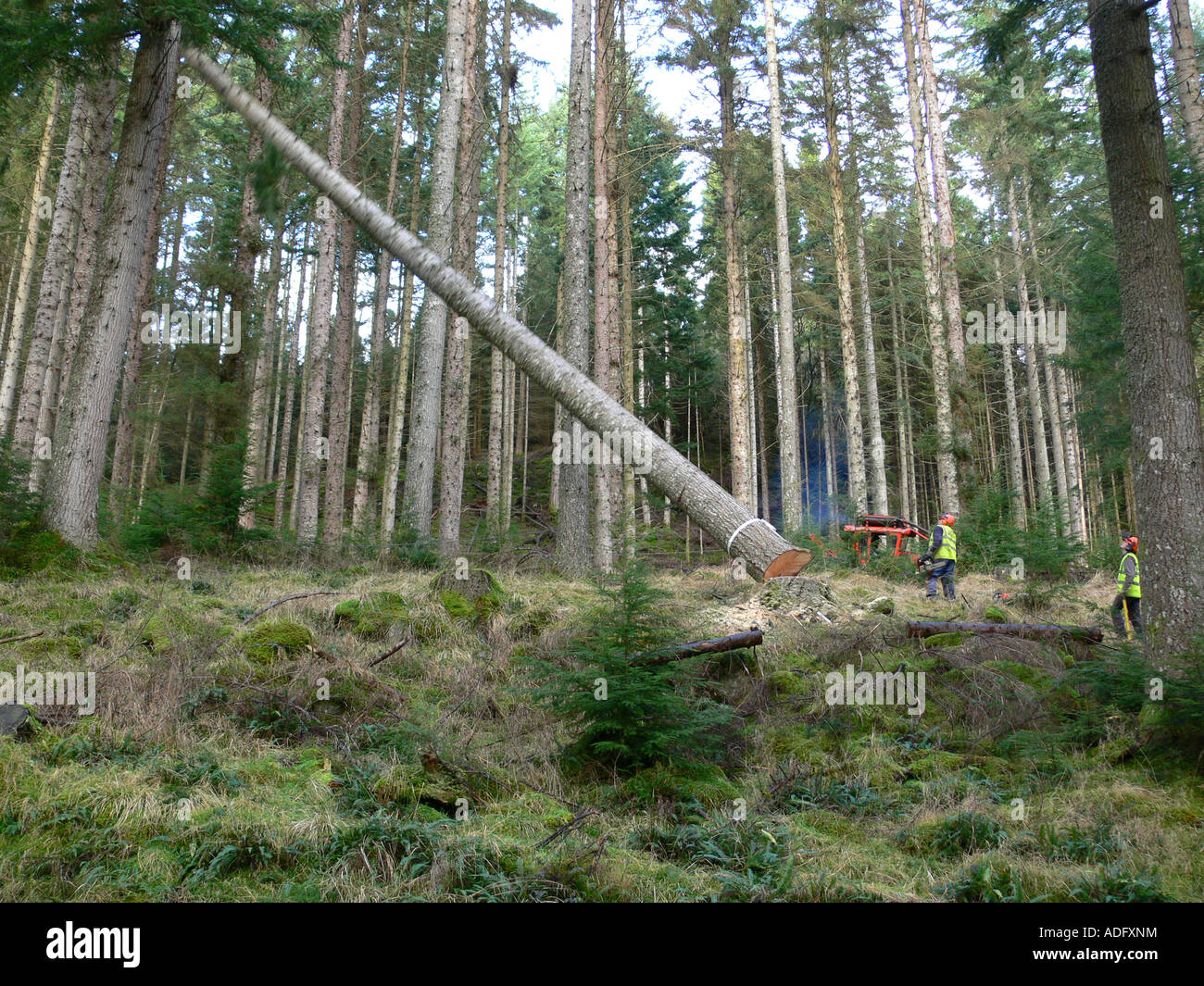 Timber Being Felled in Scottish Forest Stock Photo - Alamy
